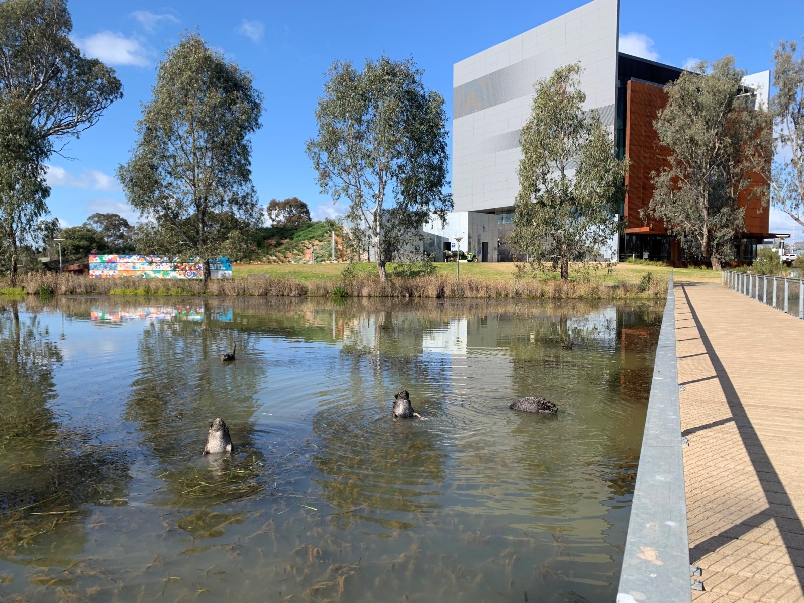 Discover the Delight of Bird Watching in Shepparton & Goulburn Valley ...